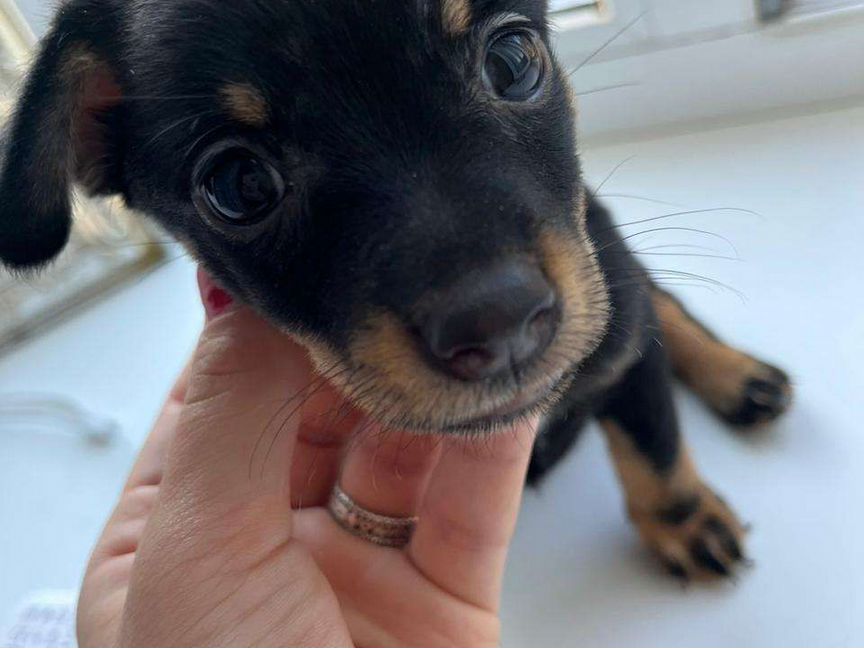 Той-терьер щенки