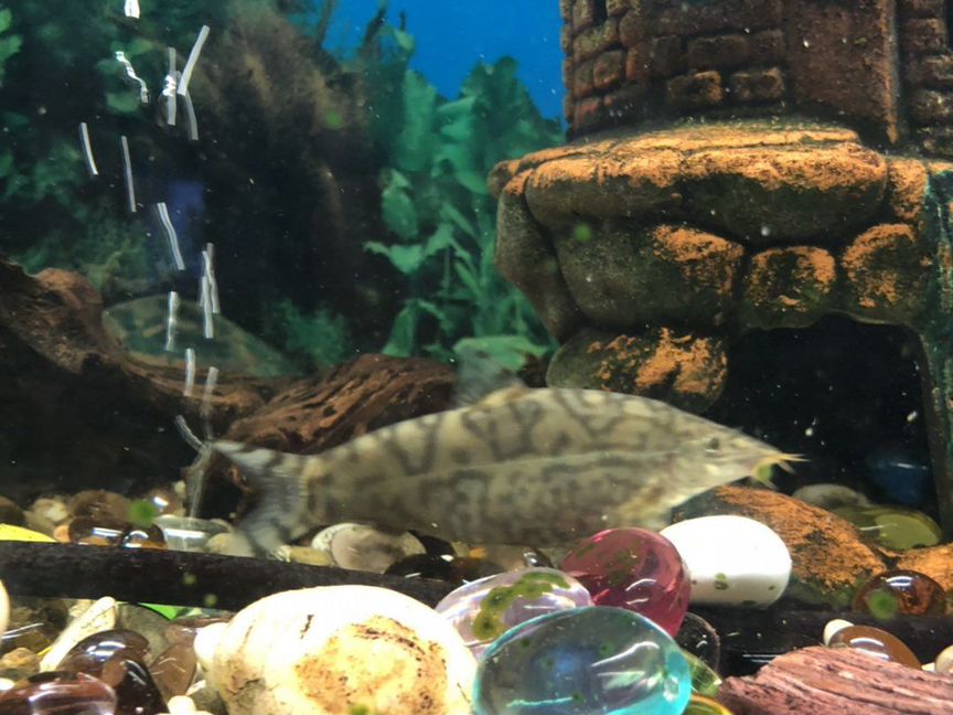 Сом в добрые руки