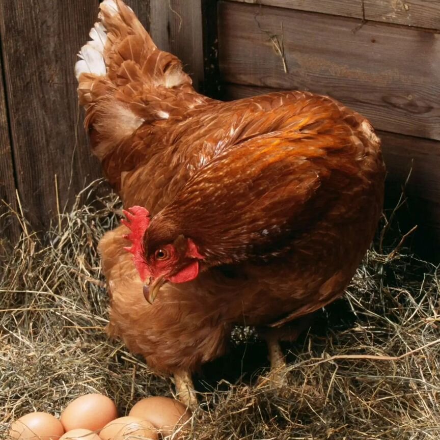 Куры несушки с доставкой