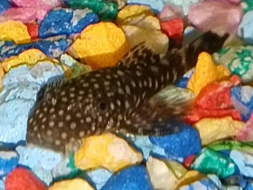 Аквариумные рыбки сомики