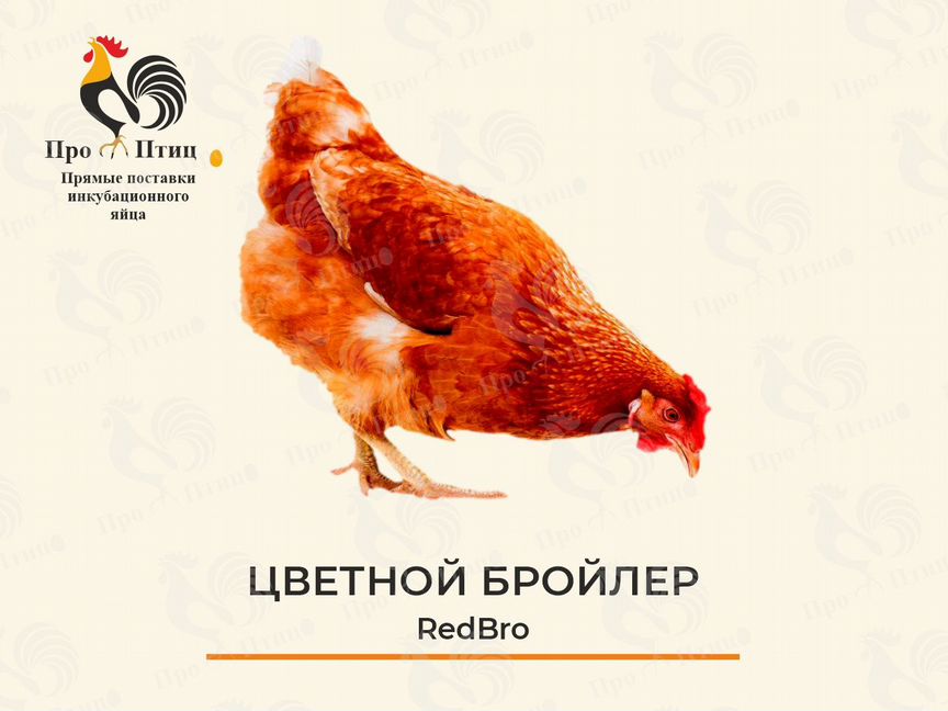 Инкубационное яйцо цветного бройлера Редбро (Redbr