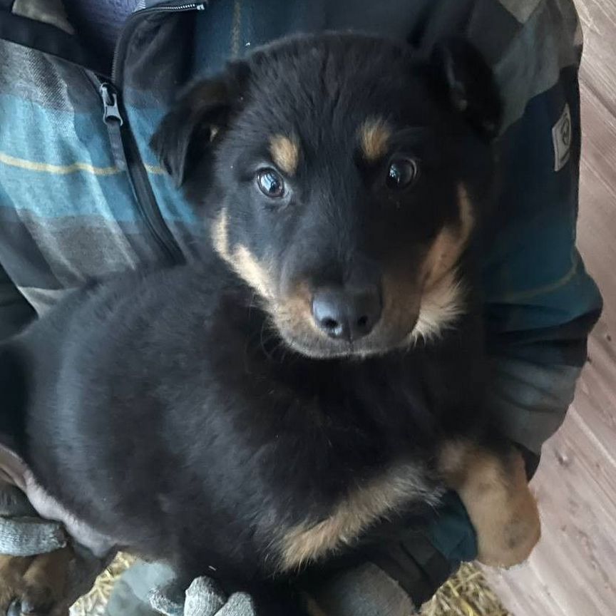 Щенок в добрые руки