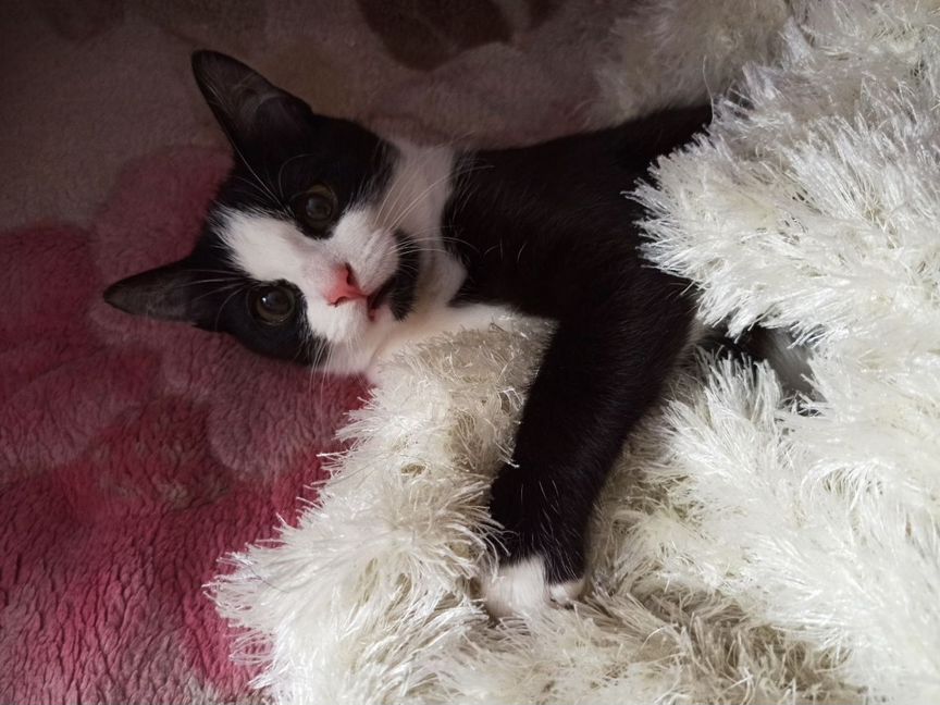 Кошечка в добрые руки