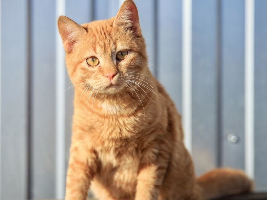 Рыжий котенок мальчик 8 мес