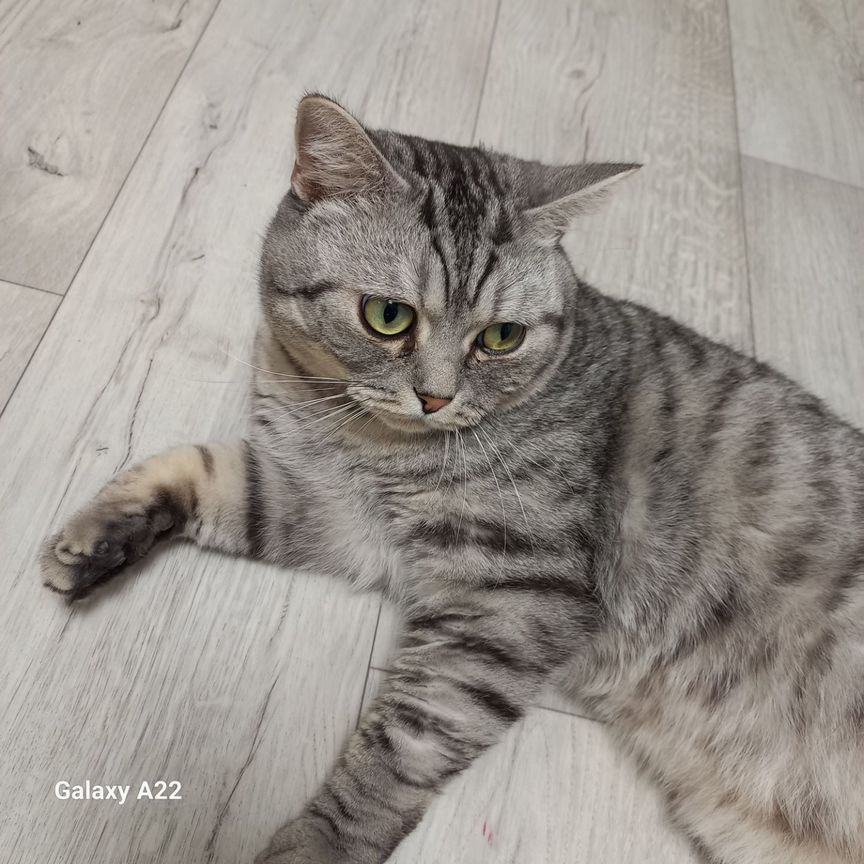 Взрослый кот в добрые руки