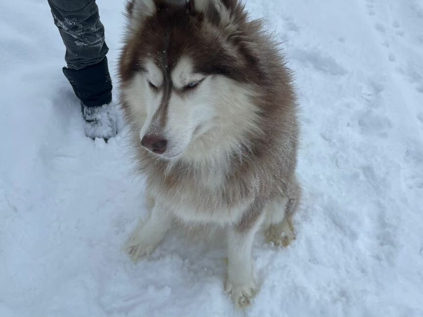Домашний малыш остался без дома