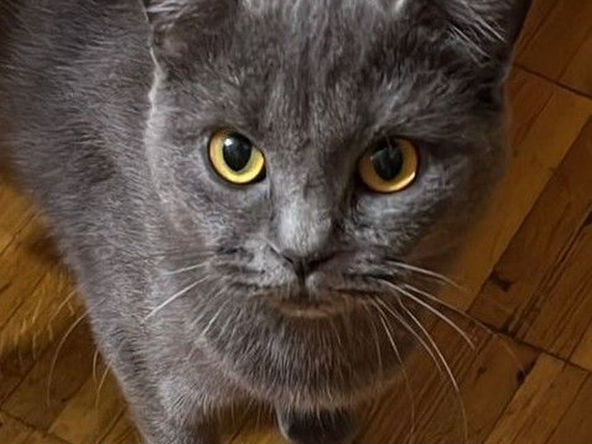 Бездомная британская кошка ищет дом