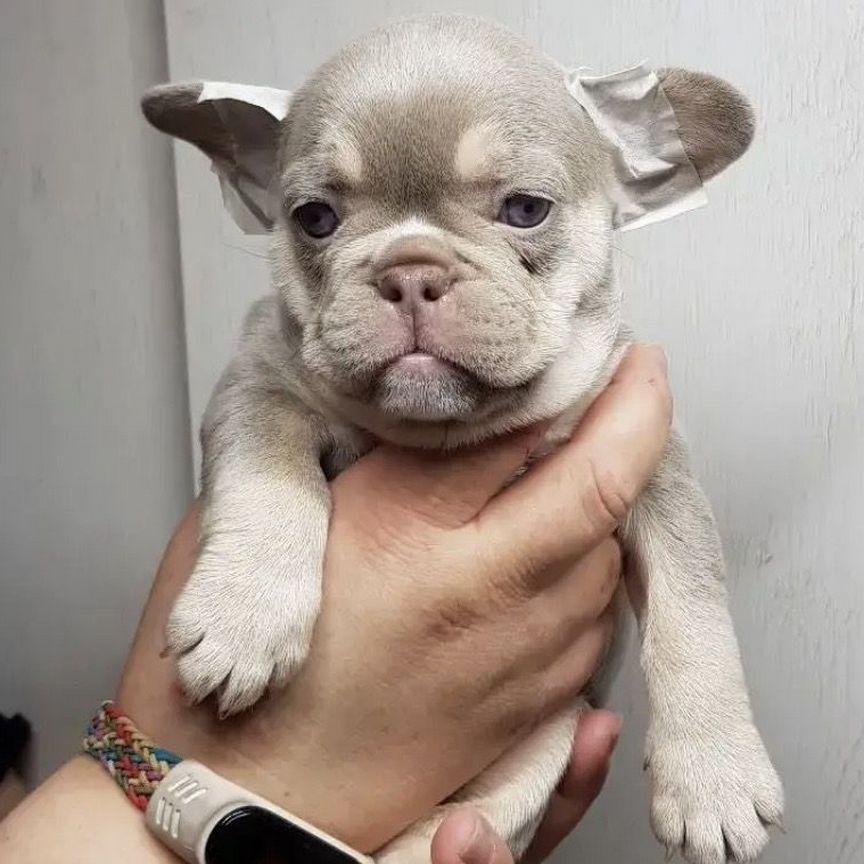 Французский бульдог, щенок