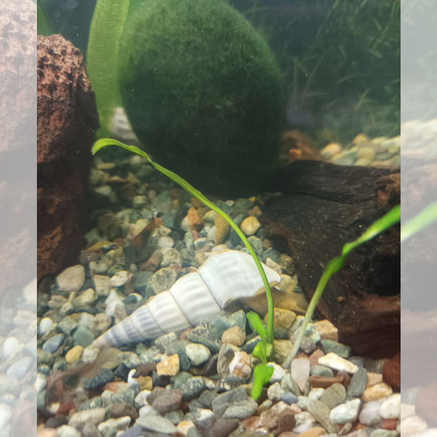 Улитки Геркулес, водоросль клодофора