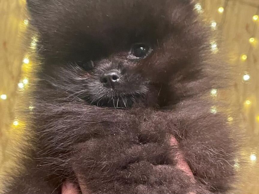 Щенки шпица