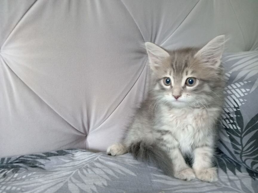 Отдам котят смесь лесной норвежскойи шотланца