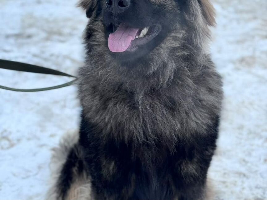 Пушок собака из приюта Некрасовка