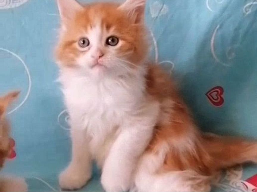 Котенок мейн-кун Девочка