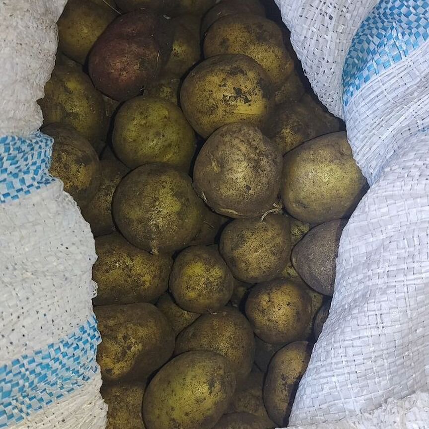 Картофель для животных