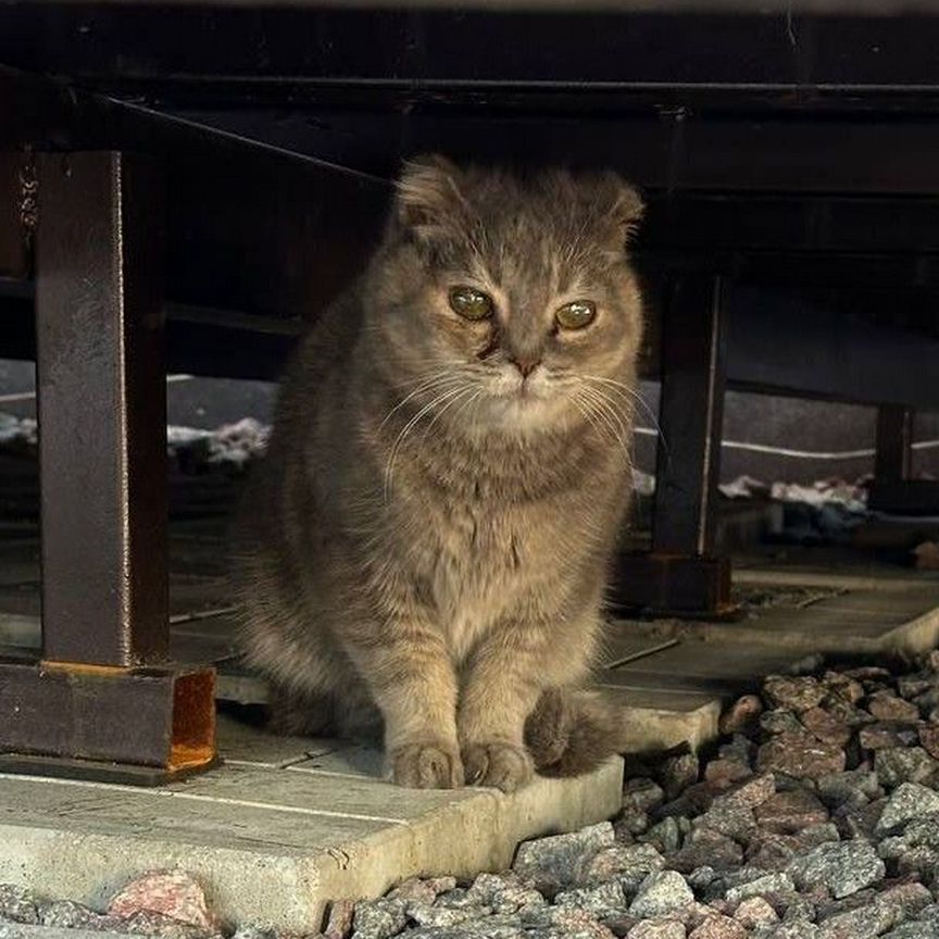 Вислоухая кошка на улице