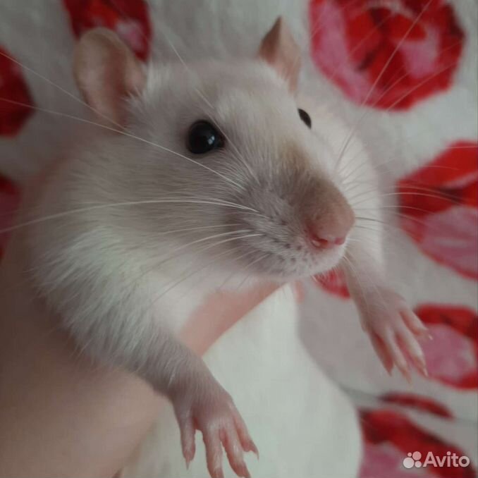 Белые крысы