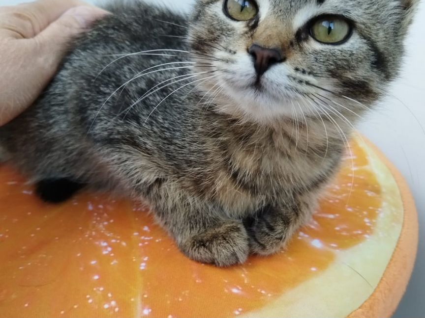 Кошечка в добрые руки