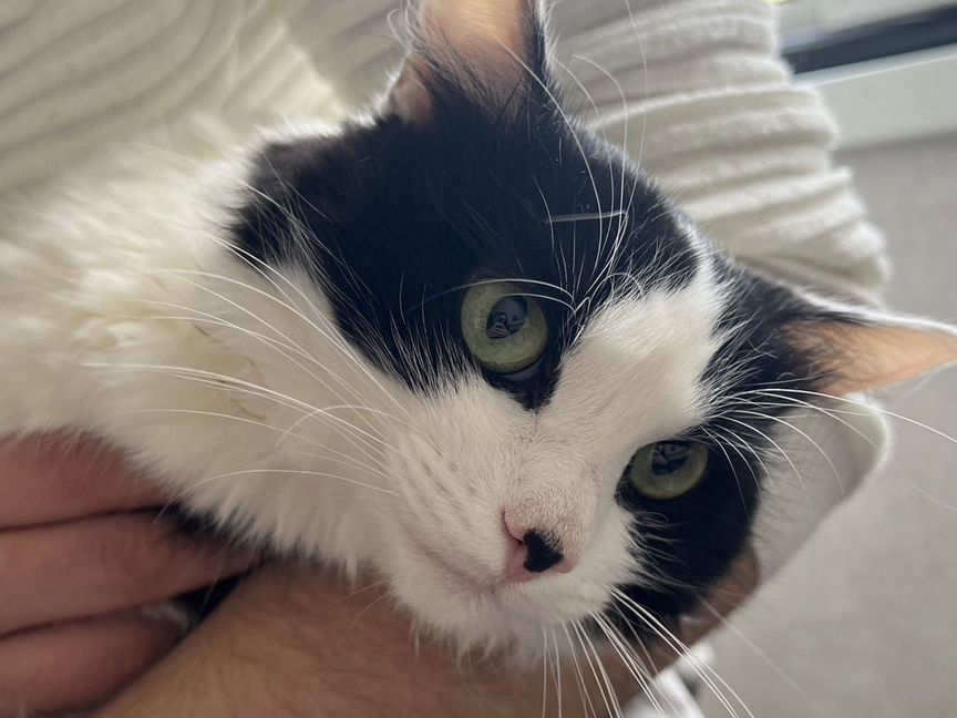 Котенок ищет любящую семью