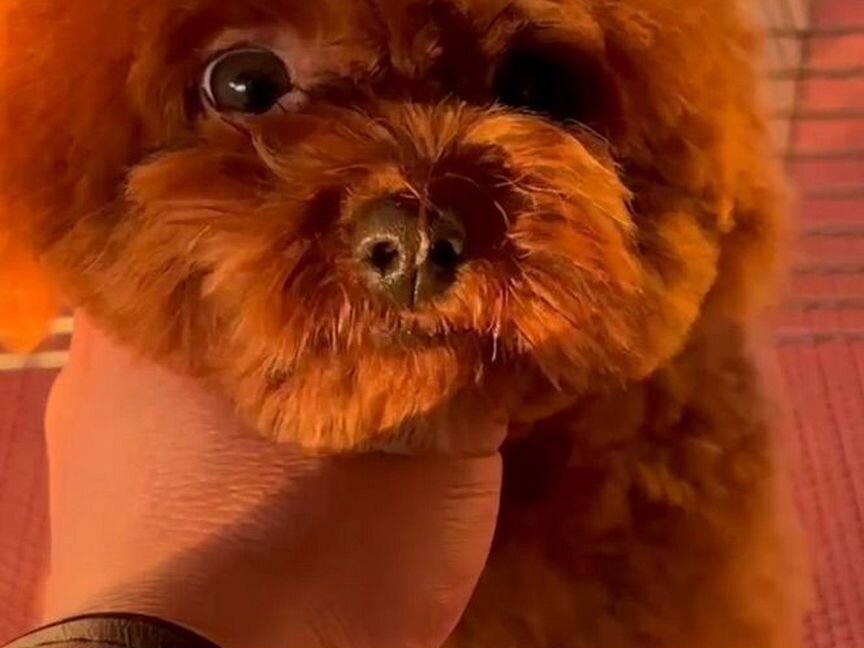 Пудель из Китая