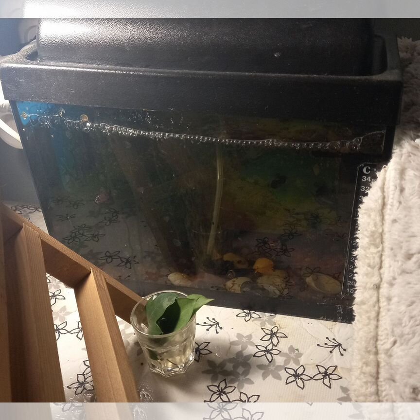 Аквариум для начинающих,всё в комплекте.с улиткам