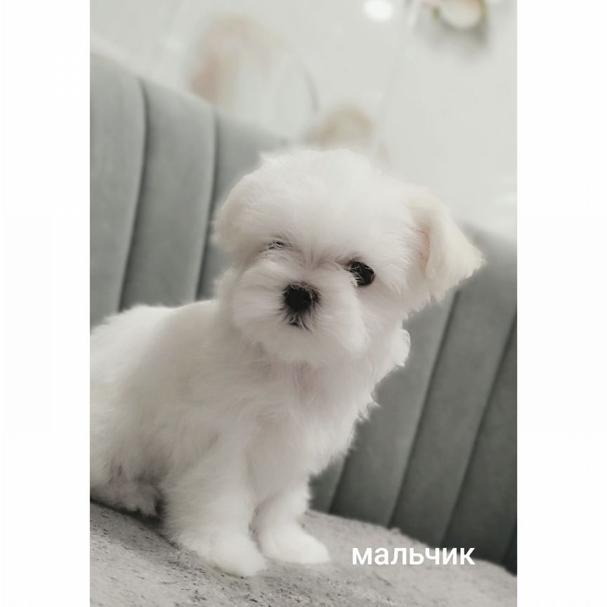 Мальтийская болонка, щенок