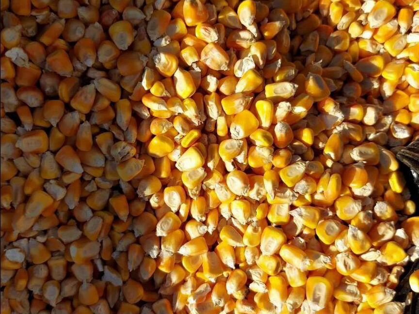 Фуражный ячмень, Ячмень яровой на корм/посев