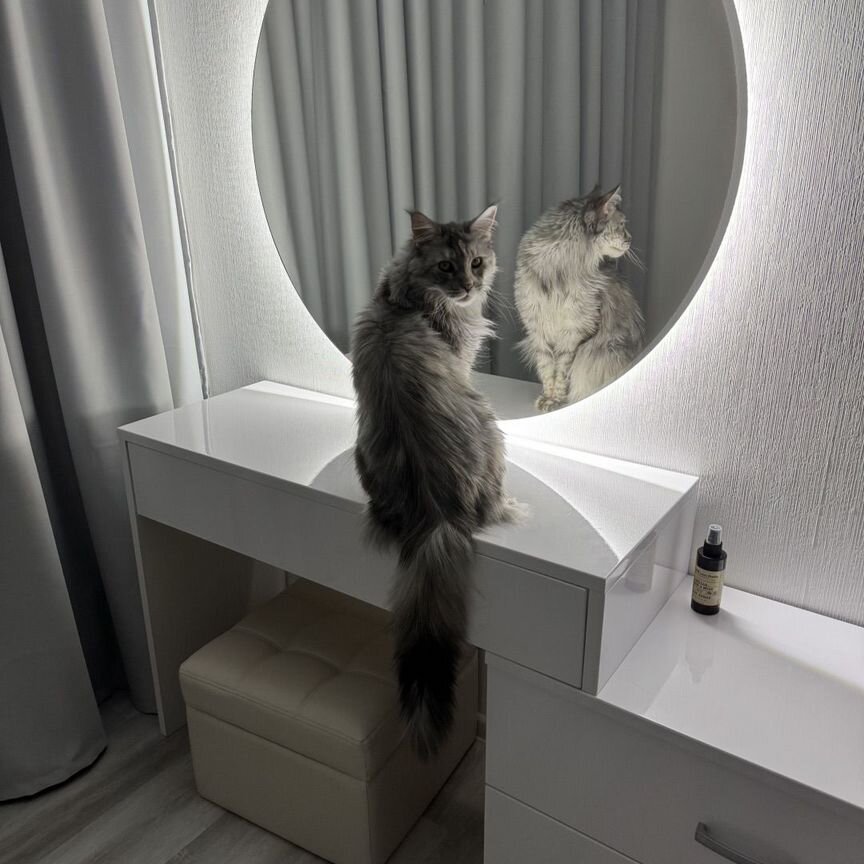 Домашние животные кошки