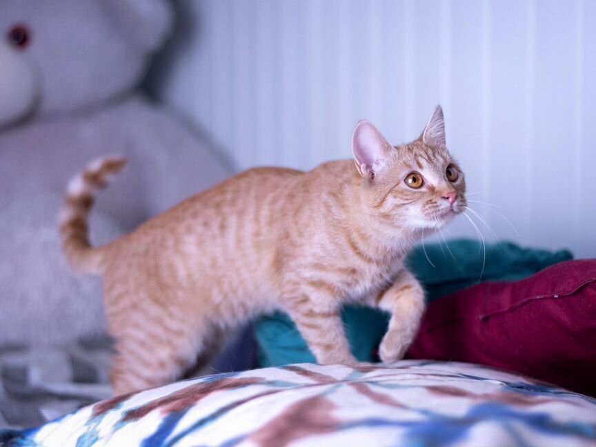 Крадущийся тигр, затаившийся дракон