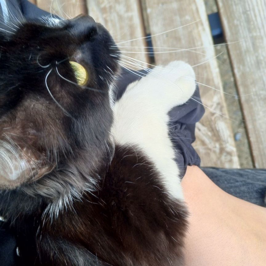 Кошка бесплатно