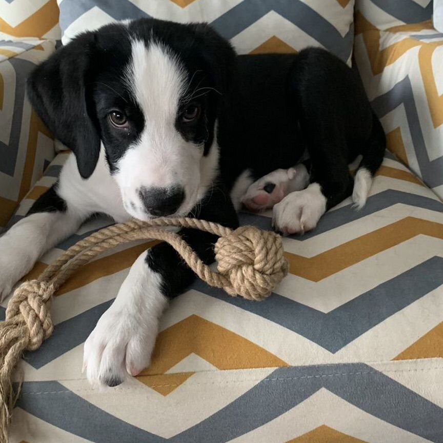 Пуллер для собак (мячик с канатиком)