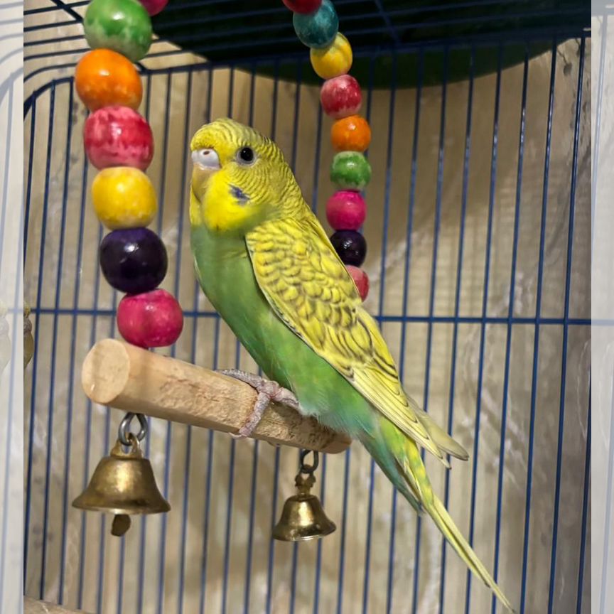 Волнистый попугай.Птенец