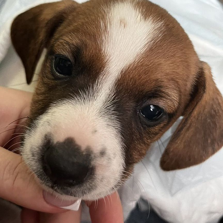 Продам щенка