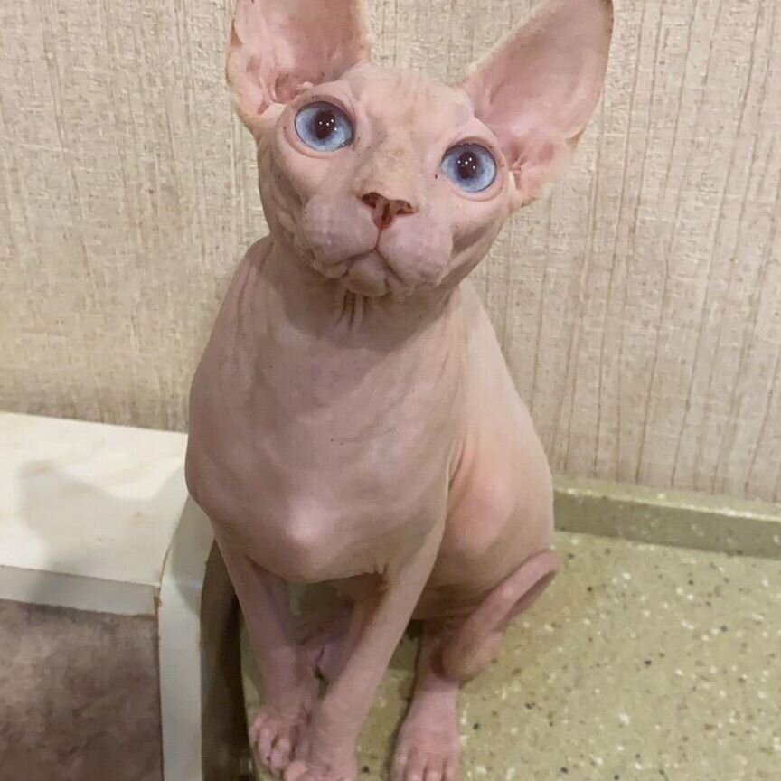 Канадский сфинкс мальчик