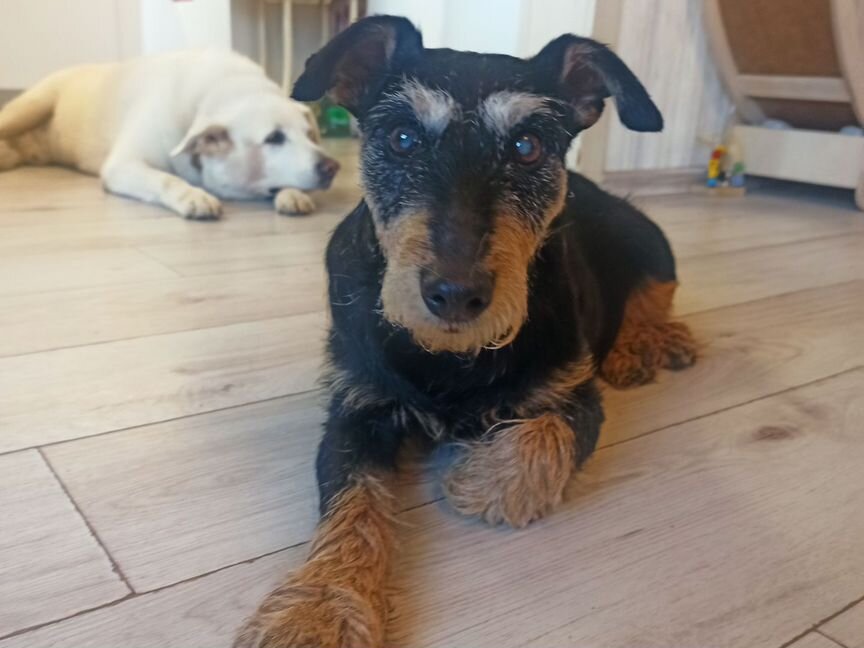 Ягдтерьер ищет дом