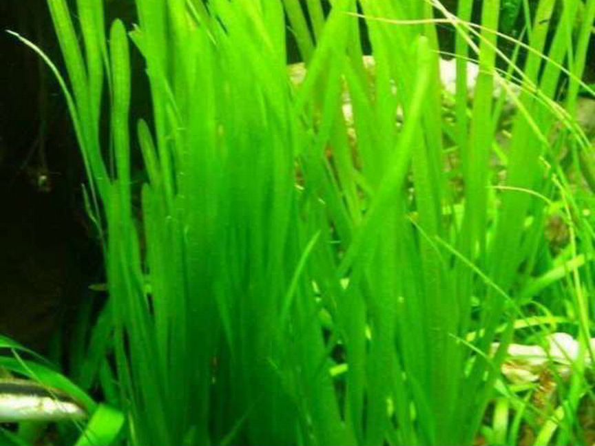 Аквариумные растения