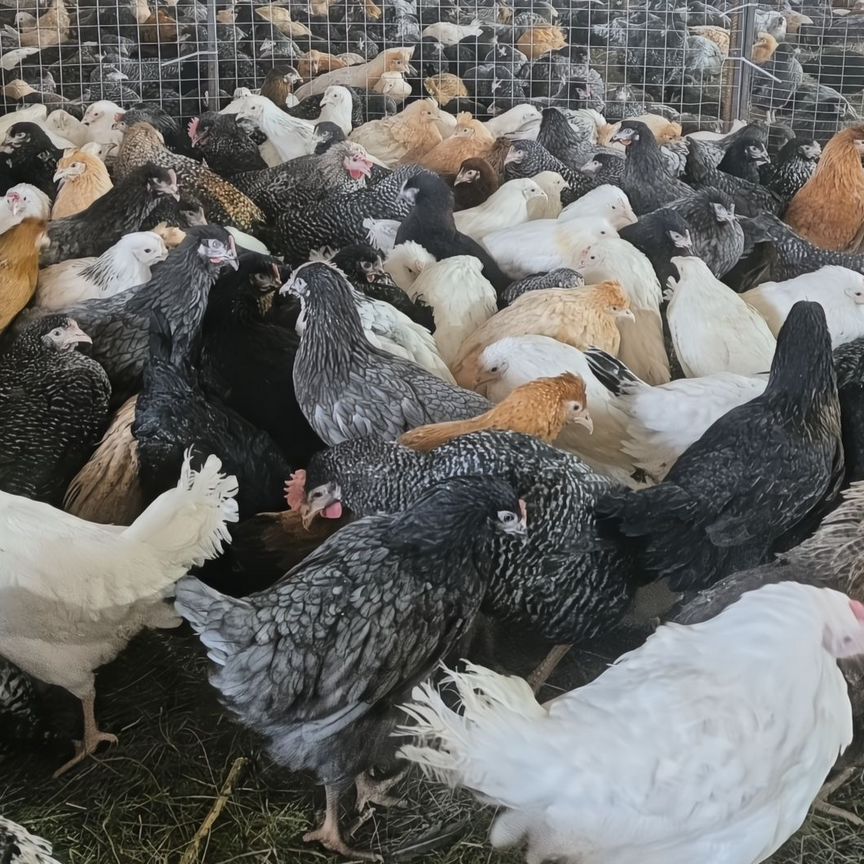 Куры молодки-несушки