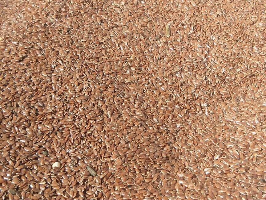 Зерно пшеницы,ячменя,овса