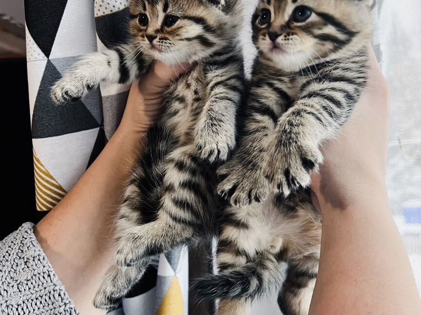 Шотландские вислоухие котята