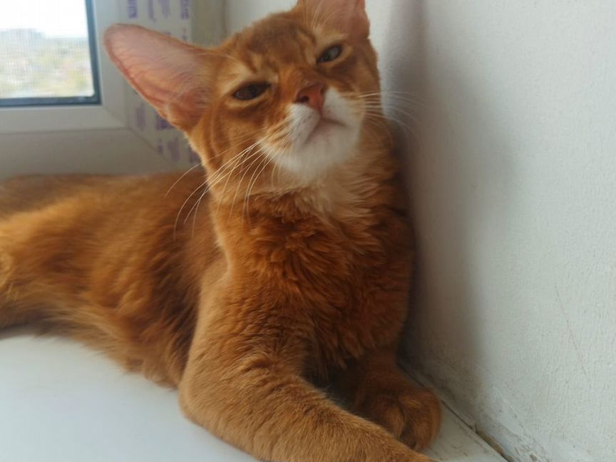 Девочка Сомали соррель