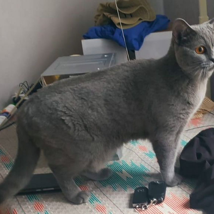 Кошечка в добрые руки