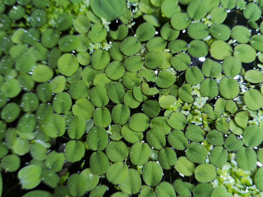 Сальвиния, плавающий папоротник для аквариума