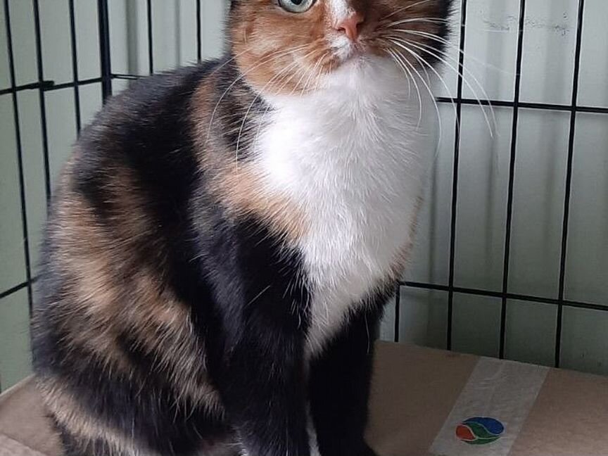 Кошка