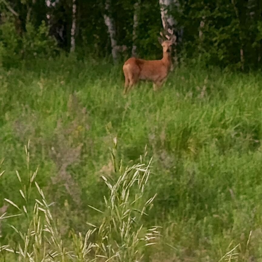 Продам солому с колосом урожай 2025года
