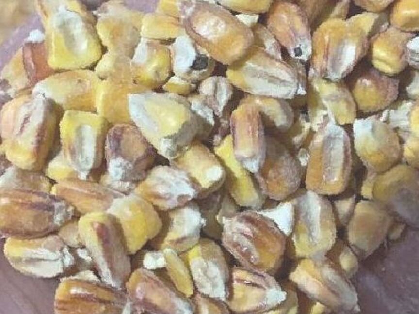 Кукуруза фуражная