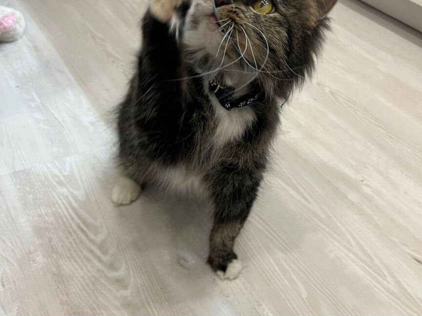 Кошка