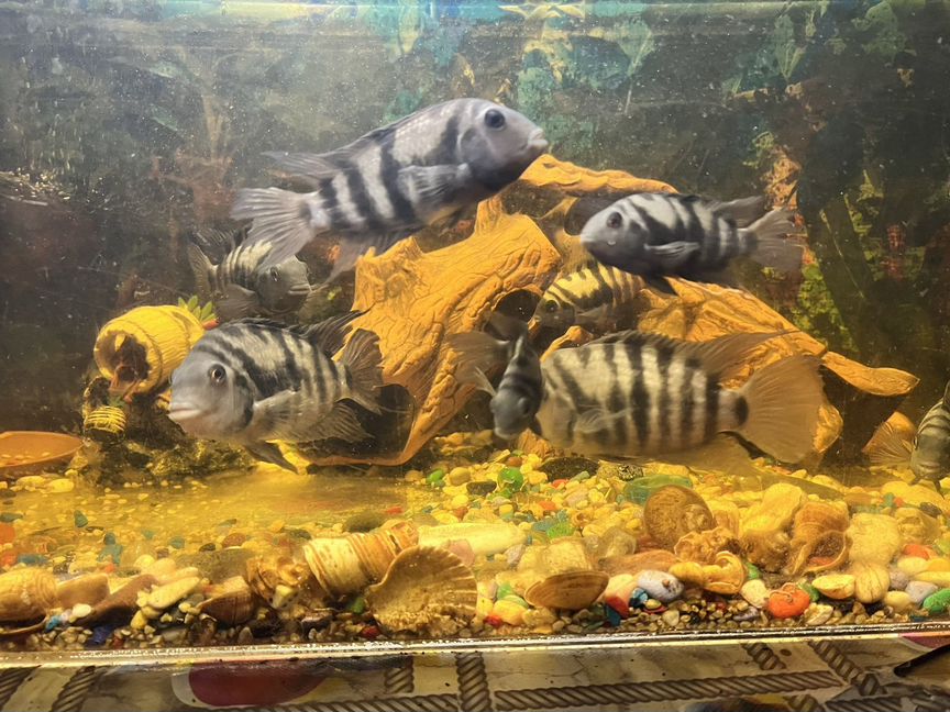 Цихлиды чернополосые