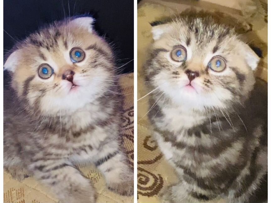 Плюшевые шотландские вислоухие котята