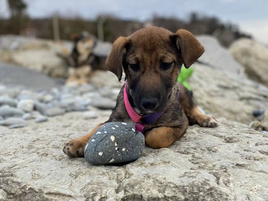 Милый щенок ищет дом