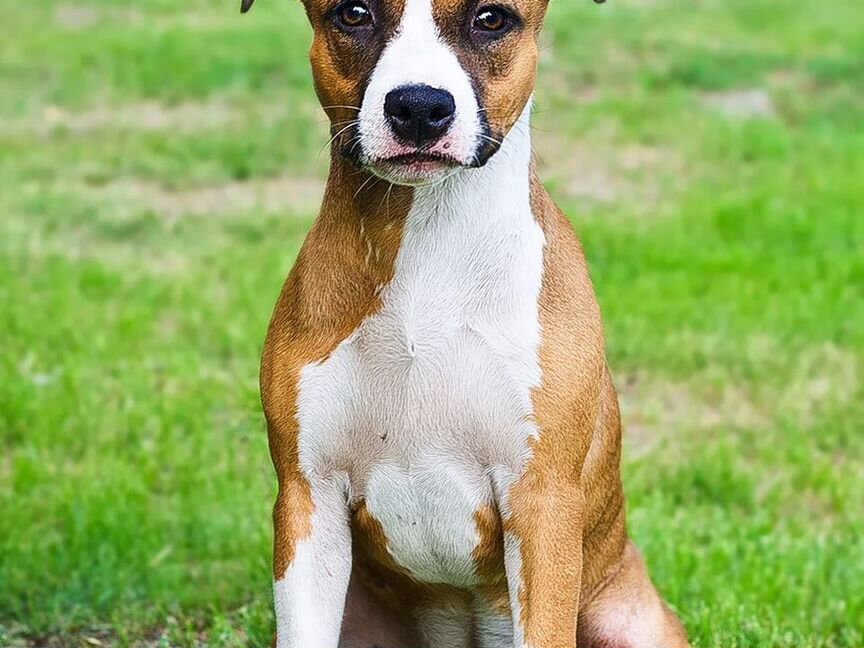 Щенок амстафа