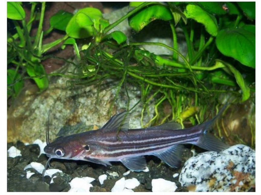 Сомик мистус